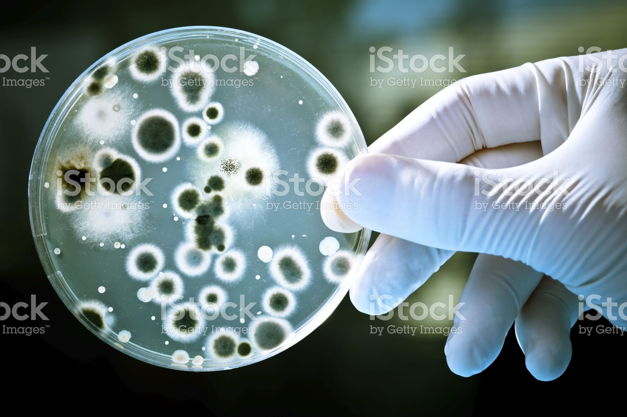 Organisms | Accugen Laboratories, Inc. - Contract microbiological QC ...